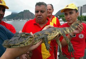 Vídeo mostra pessoas provocando jacarés na Zona Oeste do Rio - Jornal O ...