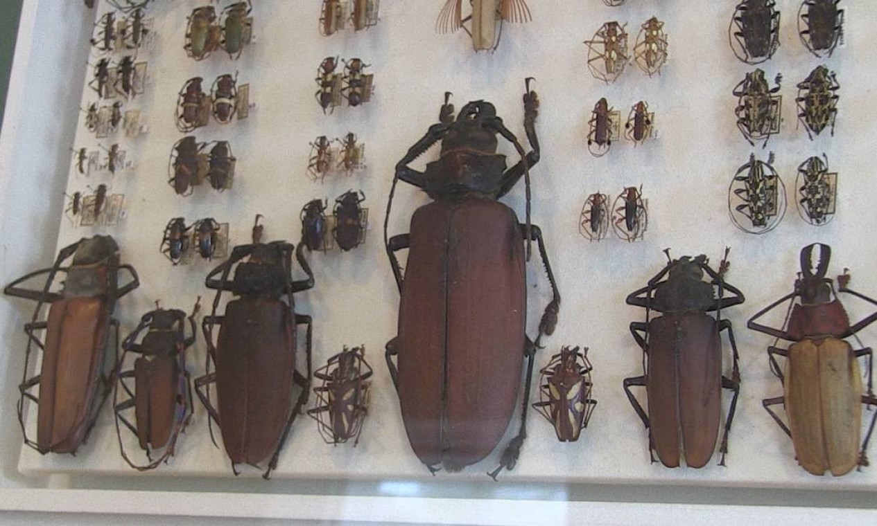 Museu Nacional completa 200 anos, e O GLOBO lança série com ...
