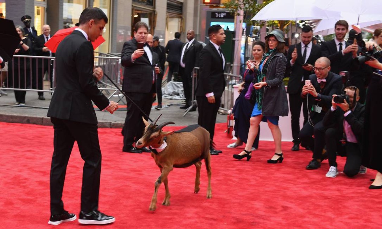 Bode ofusca estrelas no tapete vermelho do Tony Awards, em Nova York ...