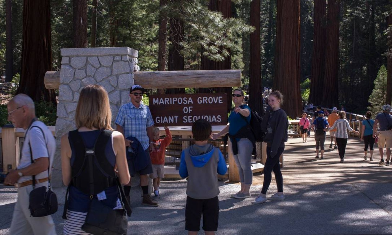Veja fotos das árvores gigantes da Califórnia - Jornal O Globo
