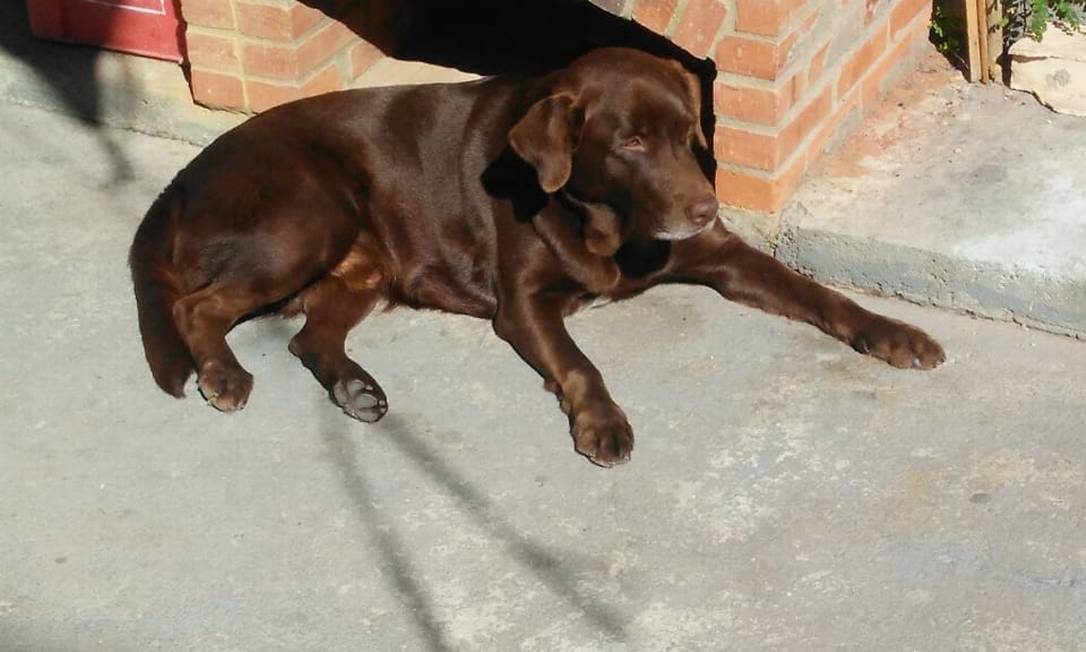 Labrador é morto a tiro por criminoso durante assalto em Vaz Lobo ...