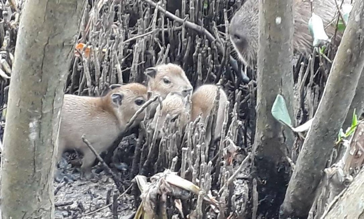 Três filhotes de capivara nascem na Lagoa da Tijuca - Jornal O Globo