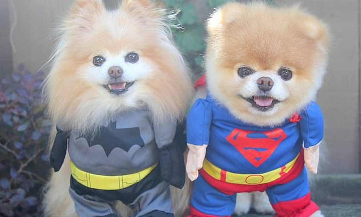 A vida de Boo, o 'cachorro mais fofo do mundo', que morreu aos 12 anos ...