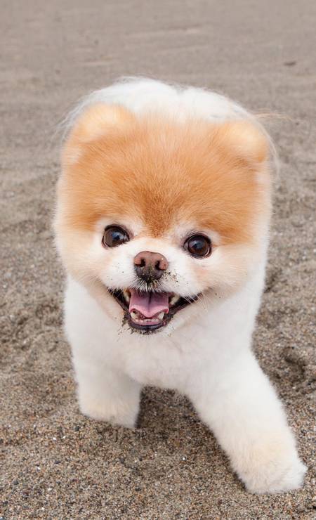 A vida de Boo, o 'cachorro mais fofo do mundo', que morreu aos 12 anos ...