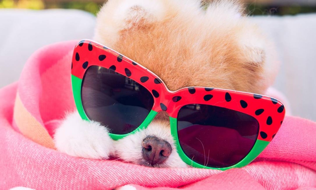 A vida de Boo, o 'cachorro mais fofo do mundo', que morreu aos 12 anos ...