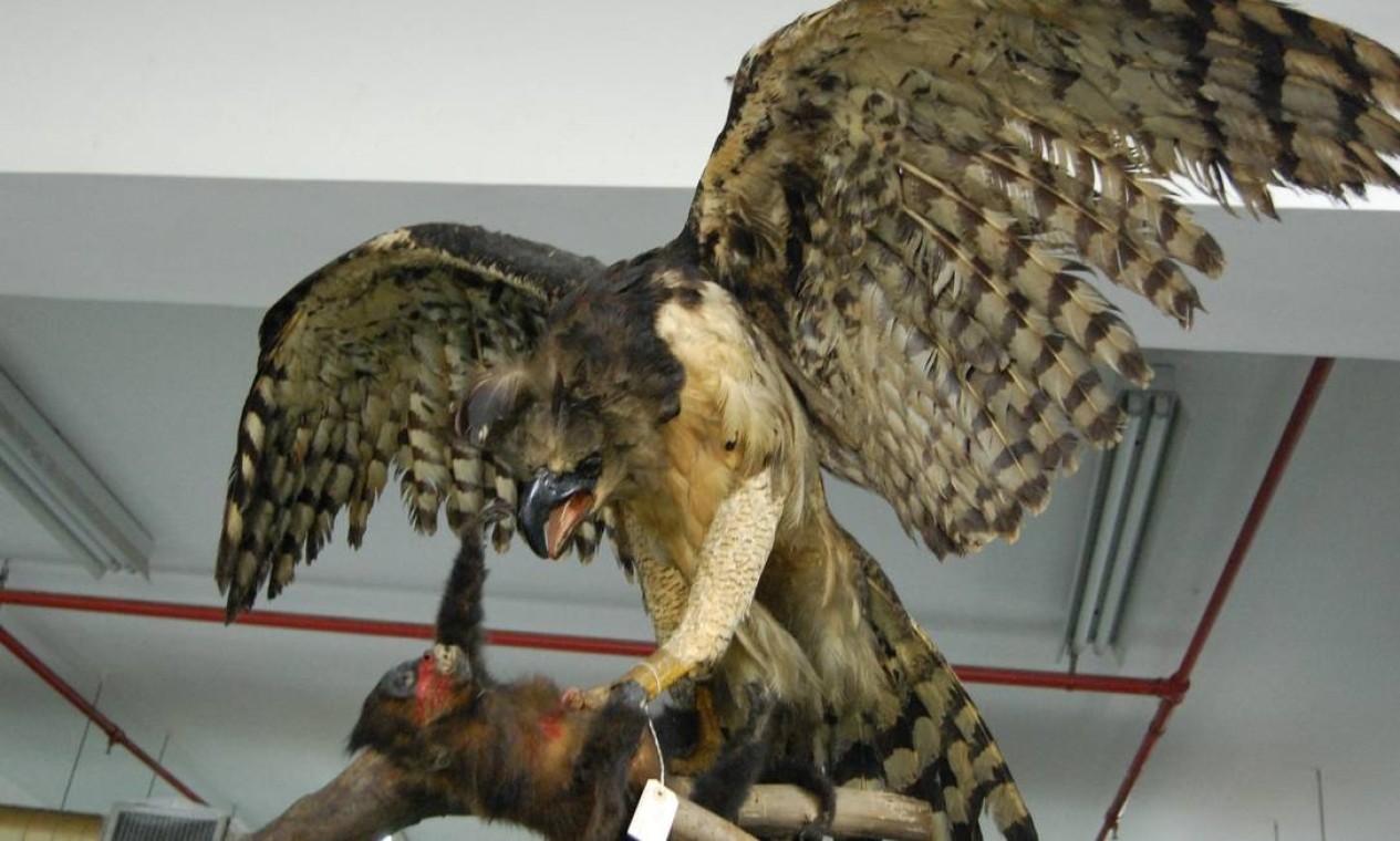 Confira algumas das peças do Museu Nacional em exposição no CCBB ...