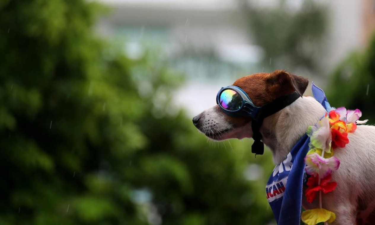 Blocão, o carnaval bom pra cachorro - Jornal O Globo