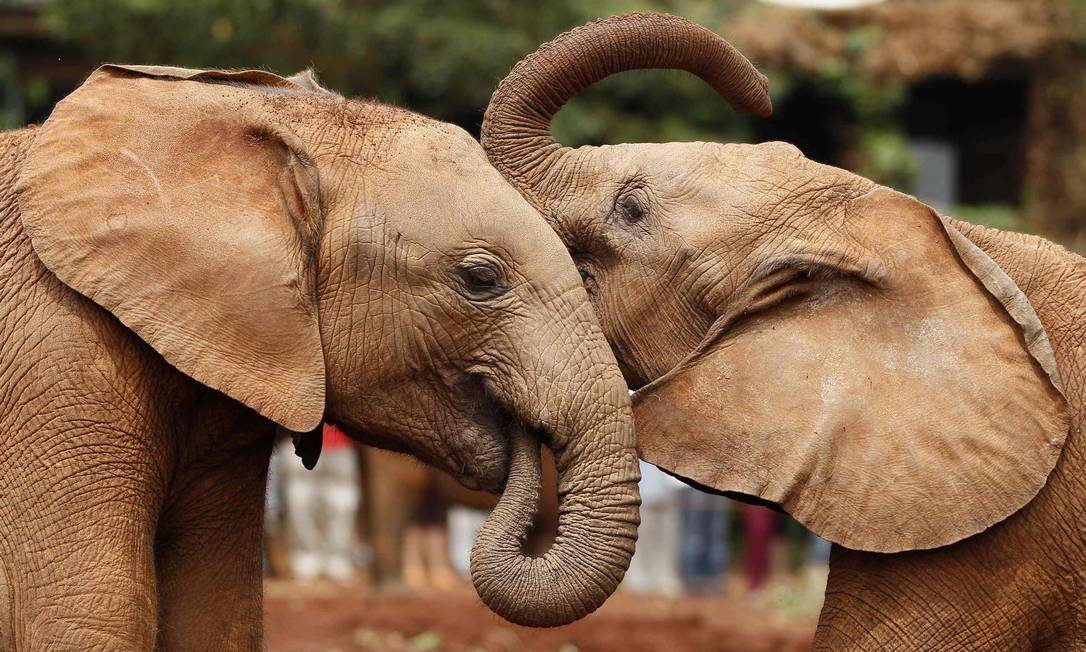Filhotes de elefante feridos 'renascem' em orfanato no Quênia - Jornal ...