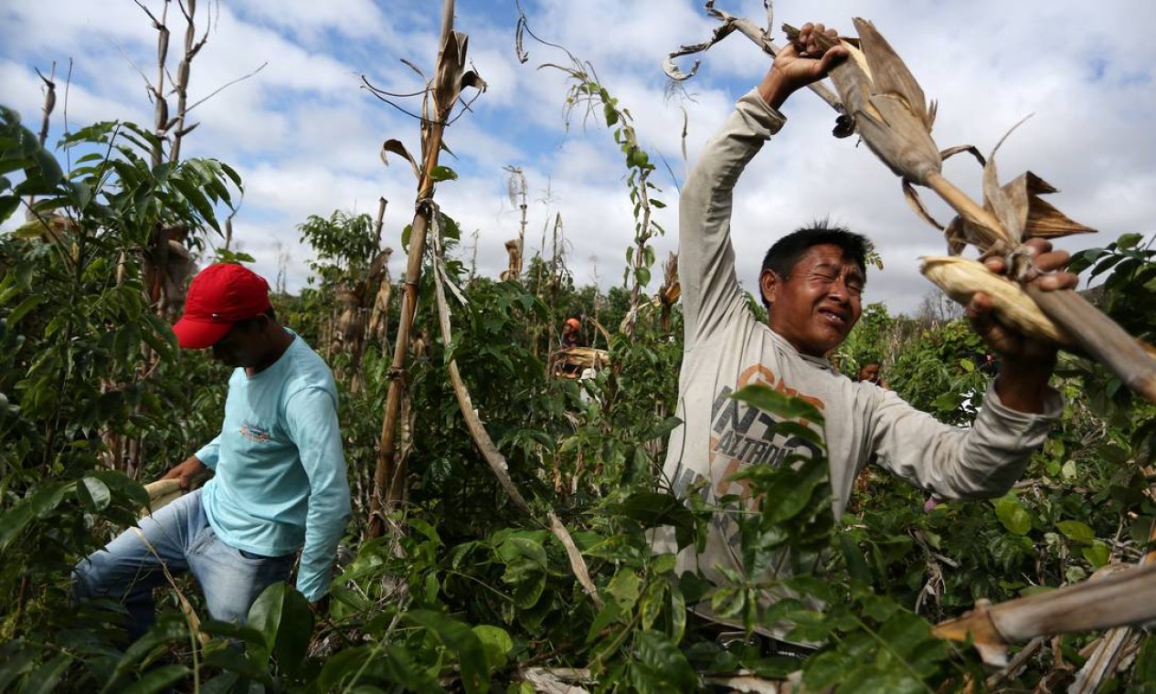 A vida dos índios Macuxi, da reserva Raposa Serra do Sol - Jornal O Globo