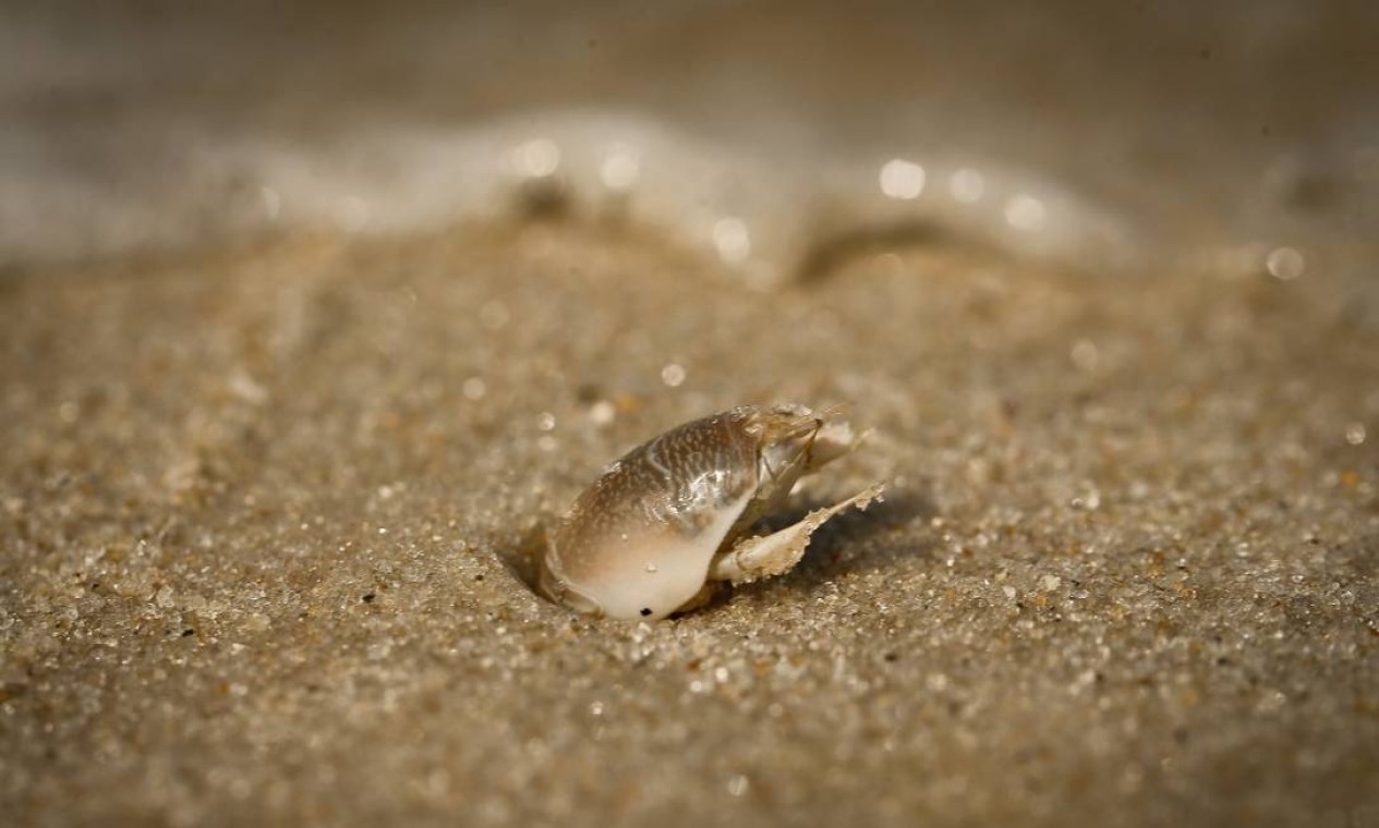Tatuís reaparecem na Praia do Flamengo - Jornal O Globo