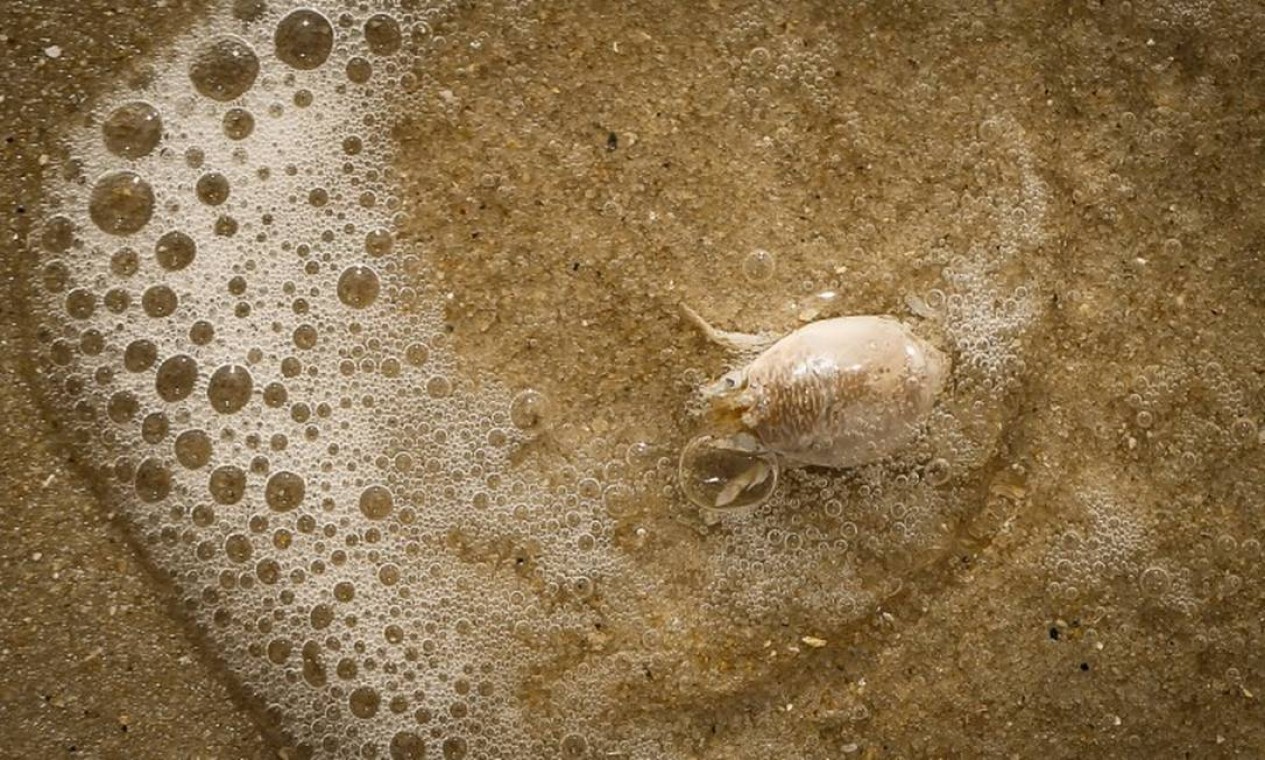 Maré de esperança: tatuís estão de volta à Praia do Flamengo - Jornal O ...