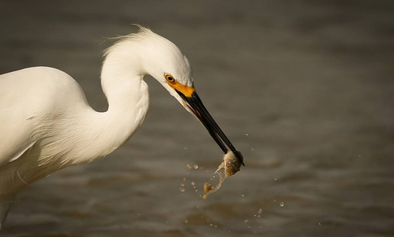 Maré de esperança: tatuís estão de volta à Praia do Flamengo - Jornal O ...