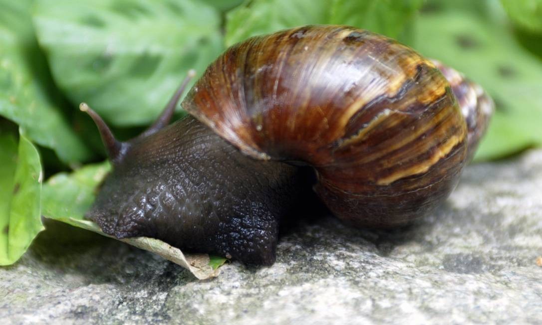 Zona Norte do Rio concentra maioria das chamadas para controle de ...