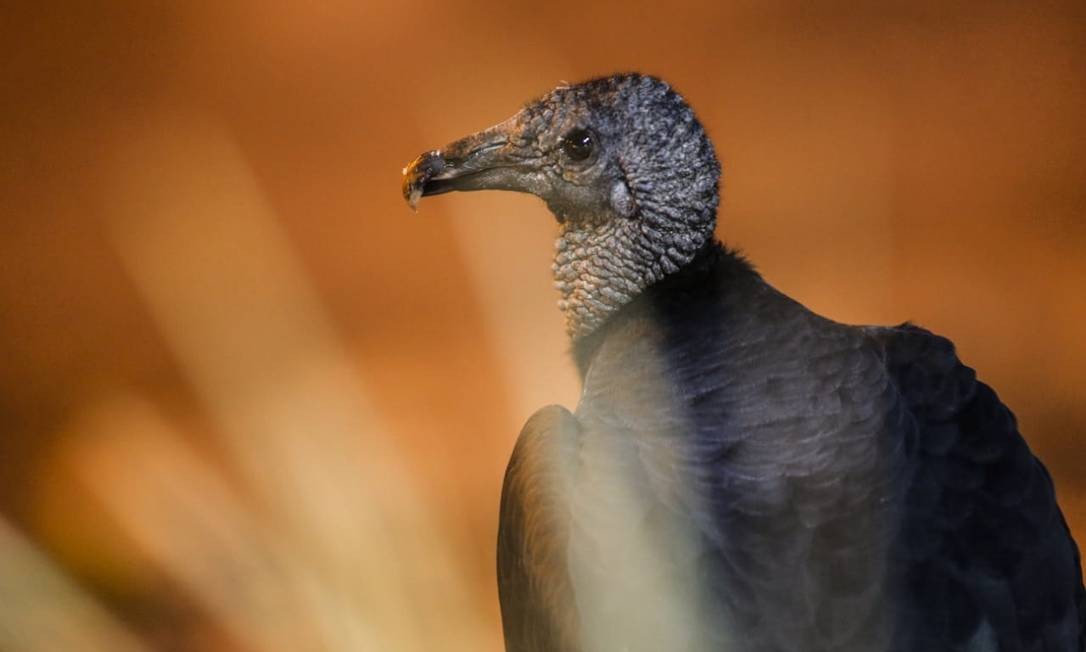 Urubu se estabelece em praça da Urca e ganha popularidade com selfies ...