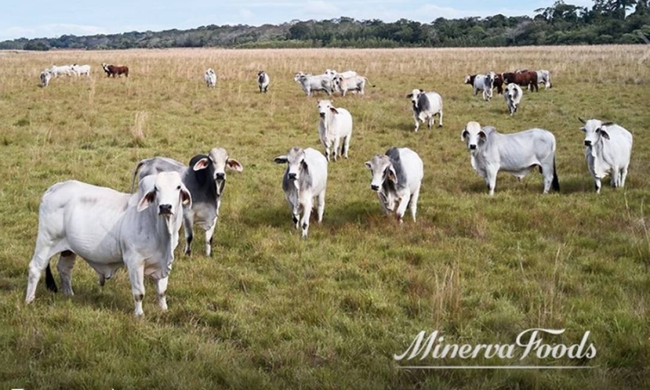 Minerva assina com Joey Foods a primeira joint-venture de carne ...