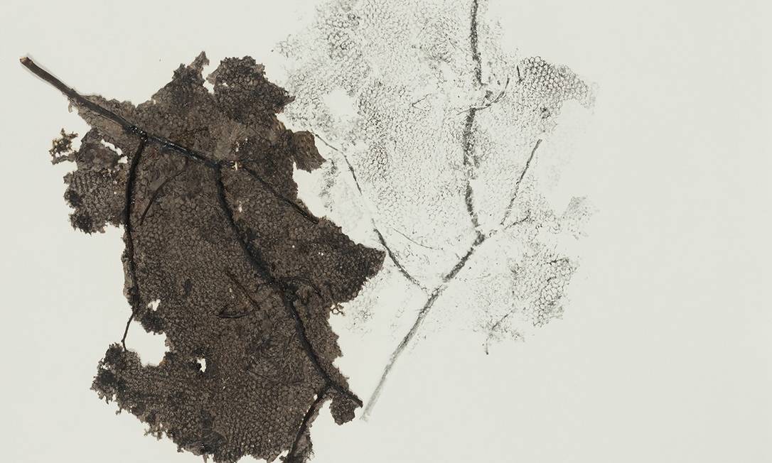 Daisy Xavier exibe obras de arte com tinta, petróleo, pó de ferrugem ...