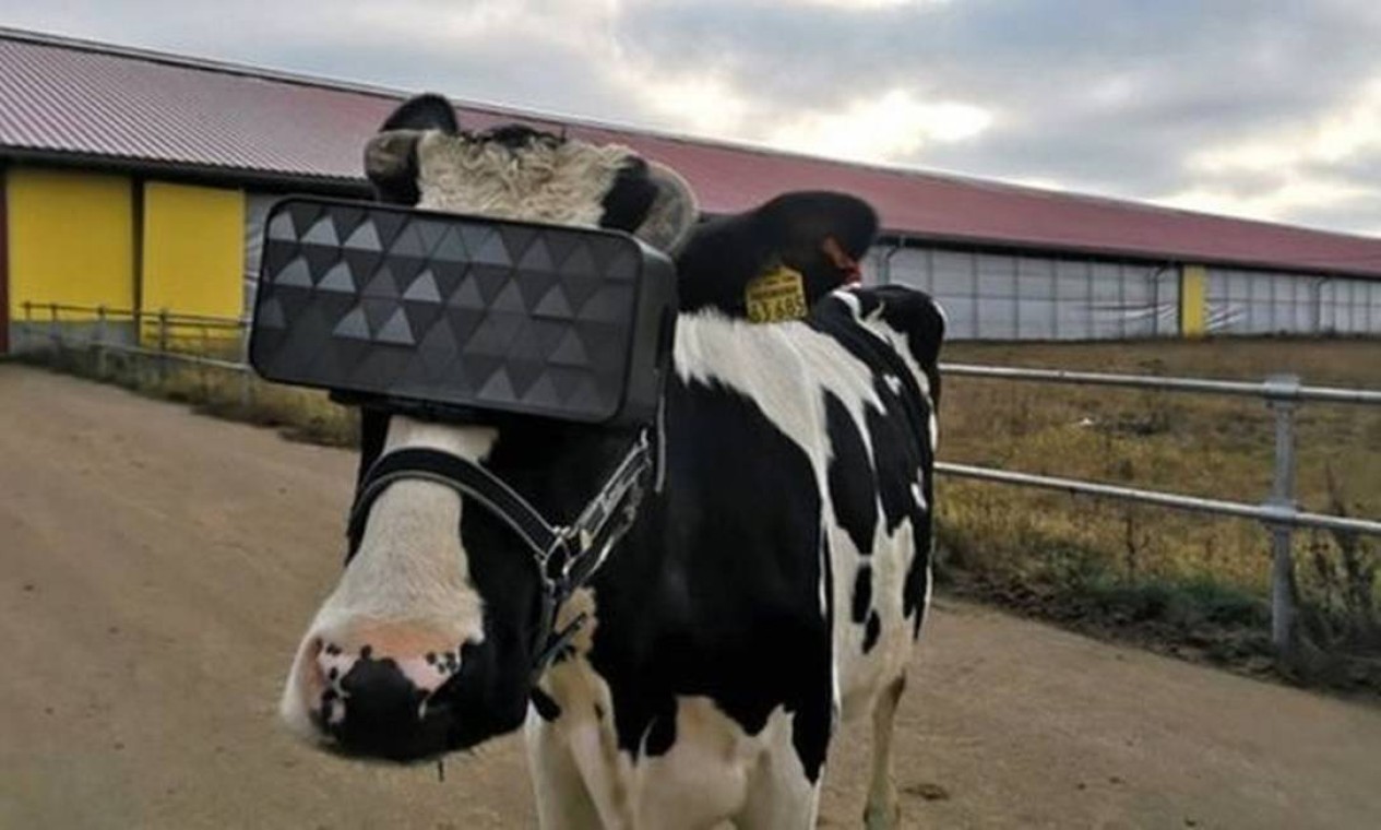 Vacas russas ganham visor de realidade virtual para reduzir ansiedade e ...