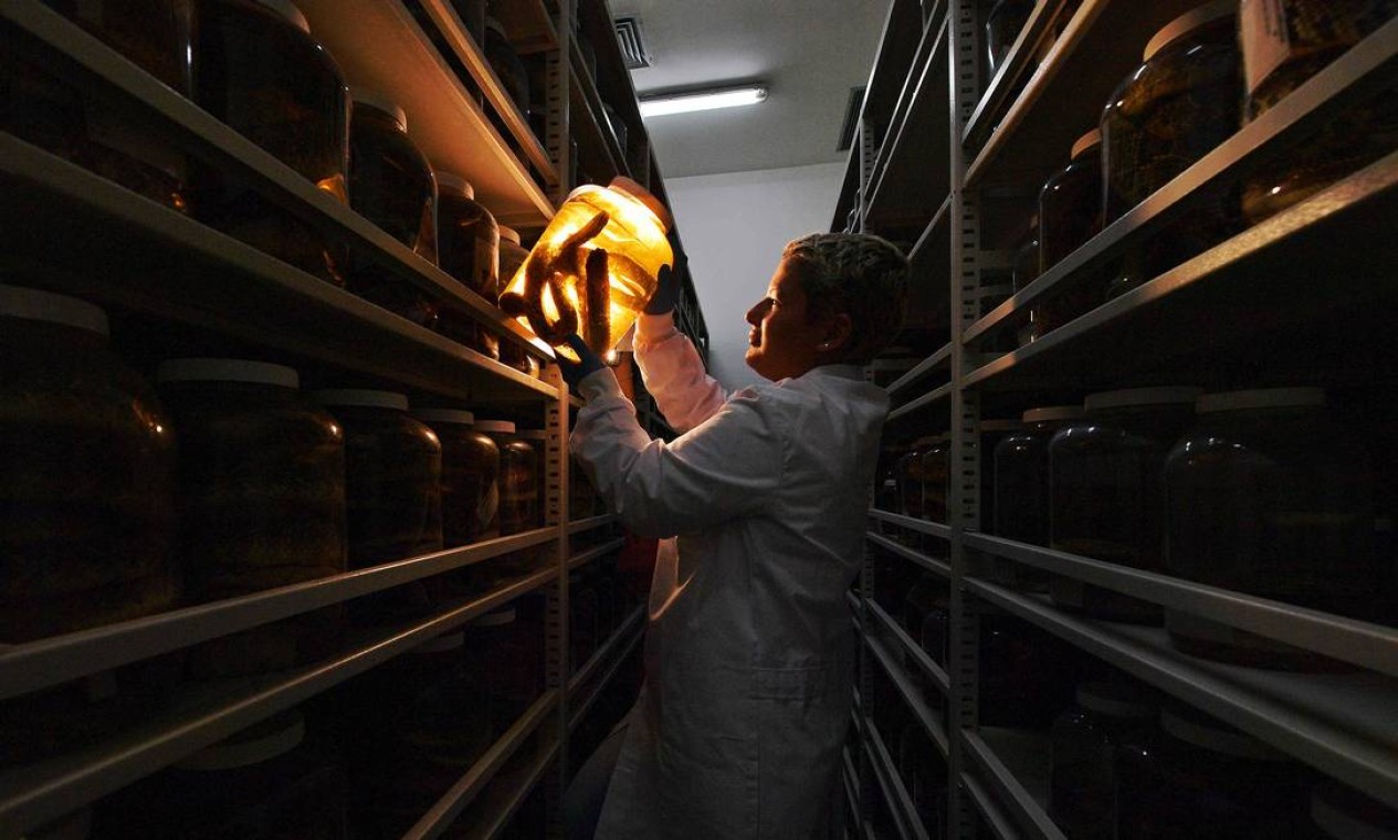 Instituto Butantan, onde o veneno das cobras vira antídoto que salva ...