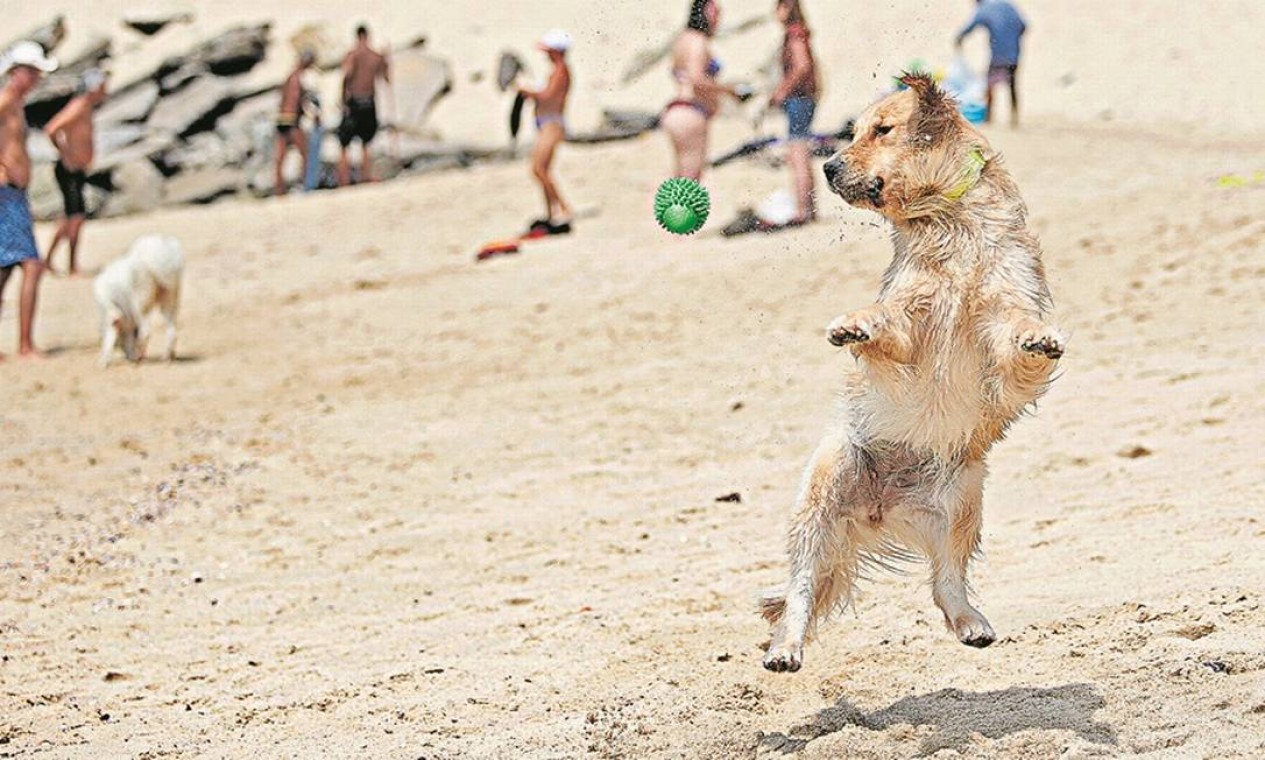 Liberados por lei, cães na praia reacendem debate; veja as proibições ...