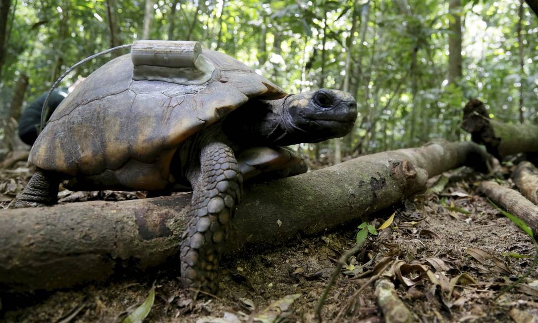Jabutis extintos voltam ao Parque Nacional da Tijuca após 200 anos ...