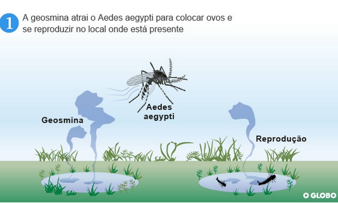 Geosmina estimula proliferação do Aedes aegypti mais que qualquer ...