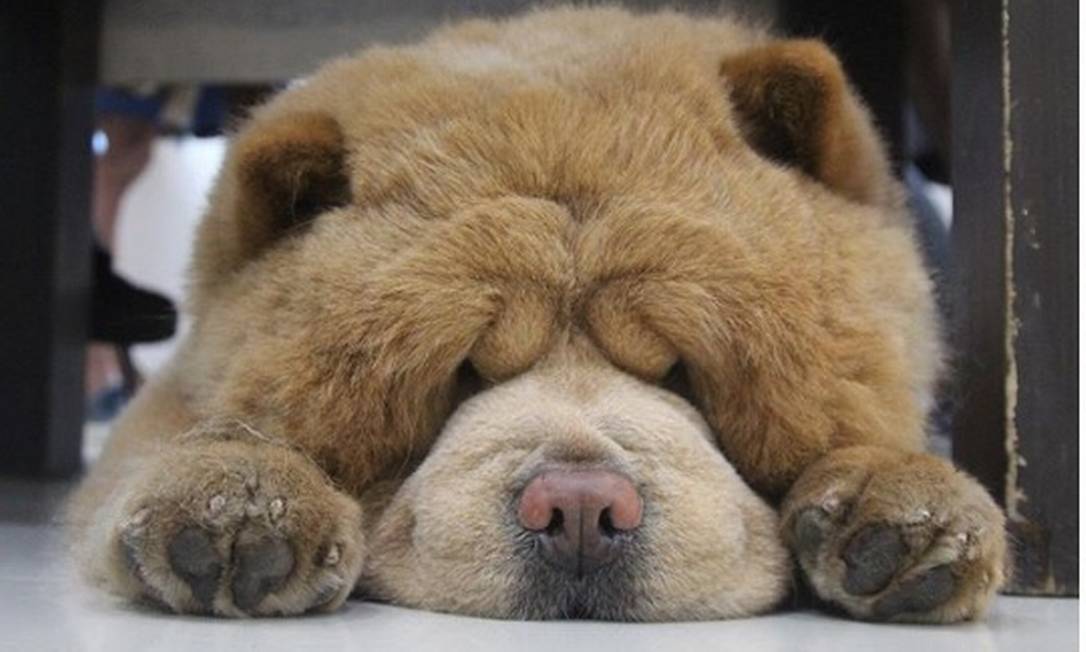 Conheça o cachorro fofo que é comparado com um urso de pelúcia e já tem ...