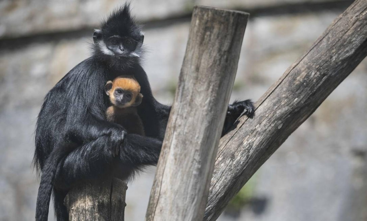 Nasce filhote de macaco-folha-de-françois, um dos primatas mais raros ...