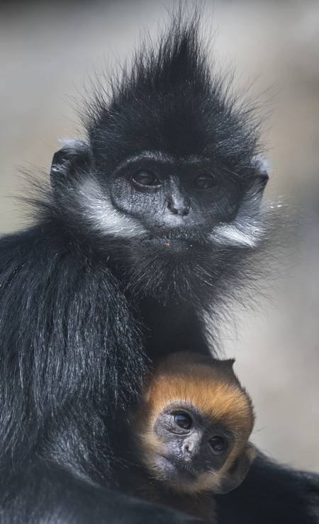 Nasce filhote de macaco-folha-de-françois, um dos primatas mais raros ...