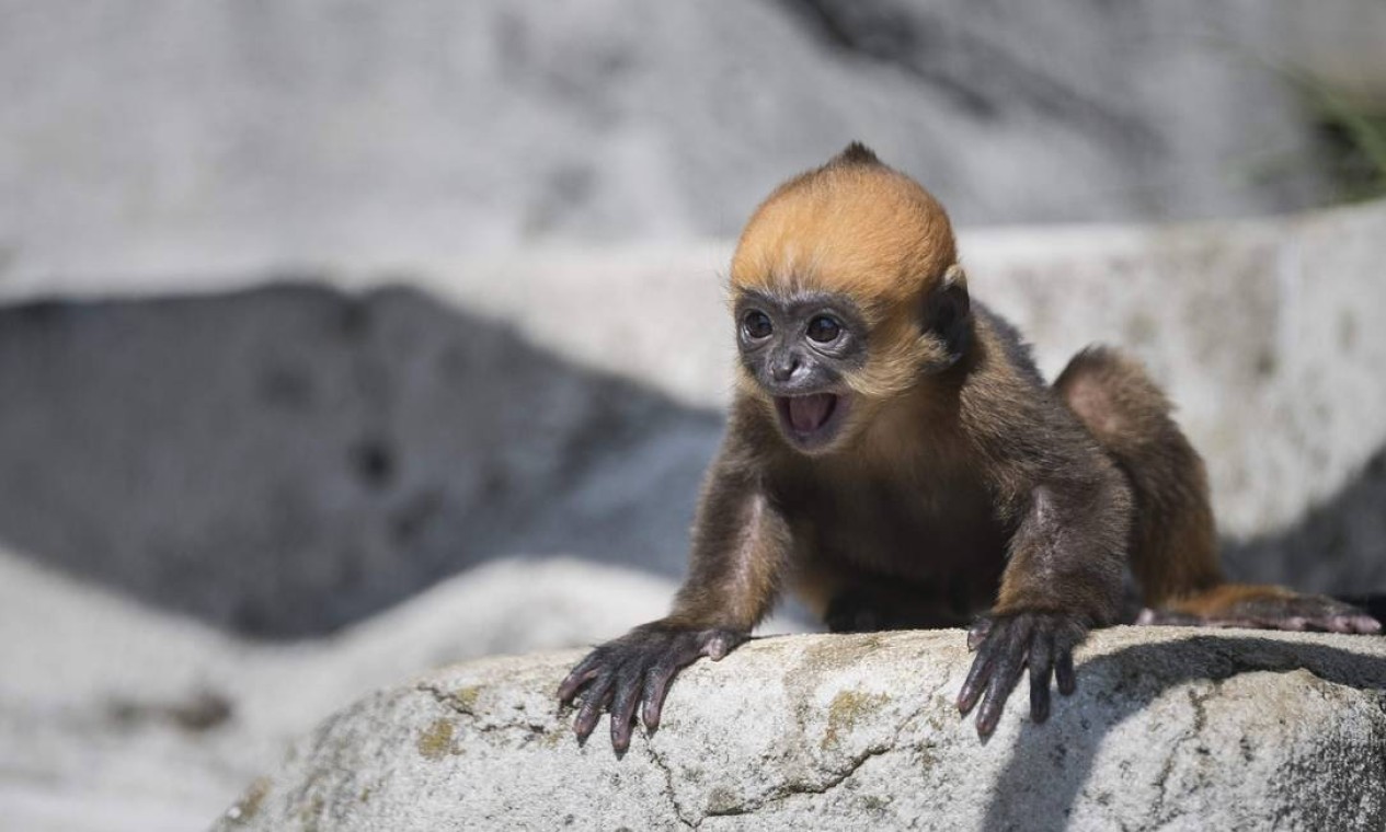 Nasce filhote de macaco-folha-de-françois, um dos primatas mais raros ...
