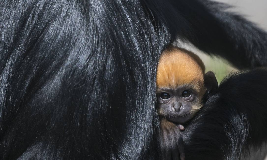 Nasce filhote de macaco-folha-de-françois, um dos primatas mais raros ...
