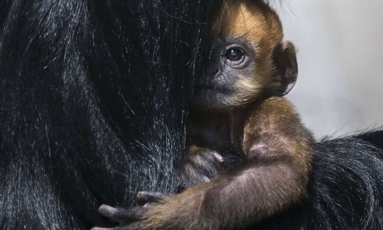 Nasce filhote de macaco-folha-de-françois, um dos primatas mais raros ...