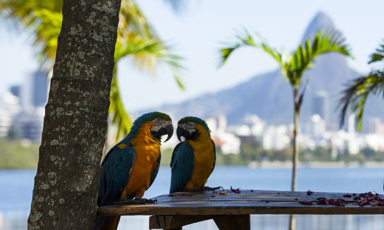 Famoso casal de araras-canindé da Lagoa vai se mudar para Portugal em ...