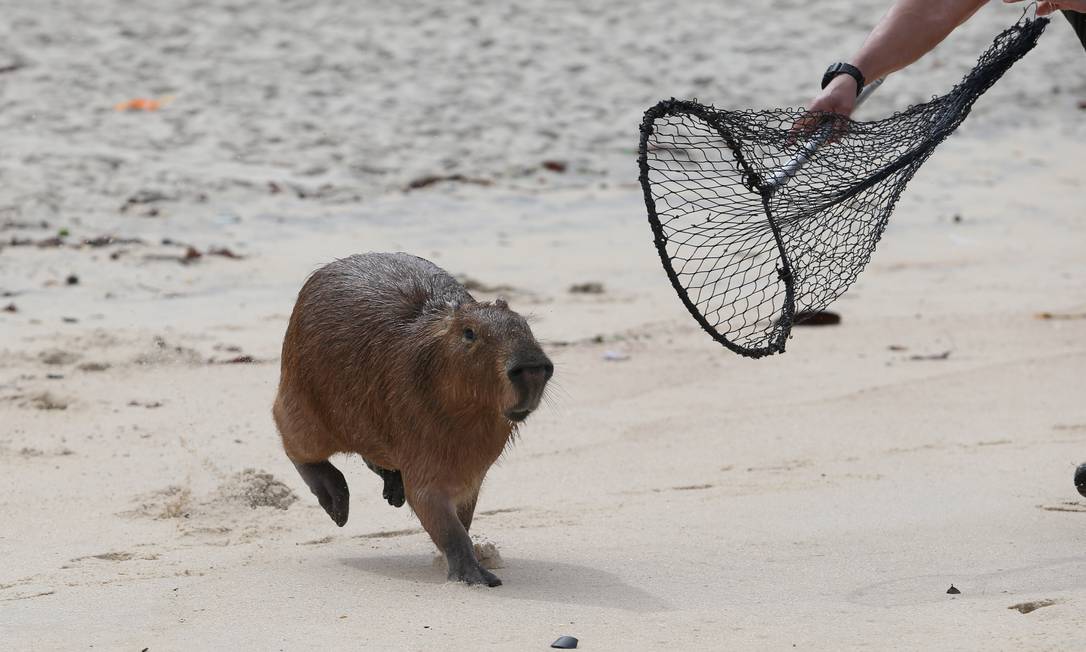 Capivara mergulha e passeia pela Praia do Leblon antes de ser resgatada ...