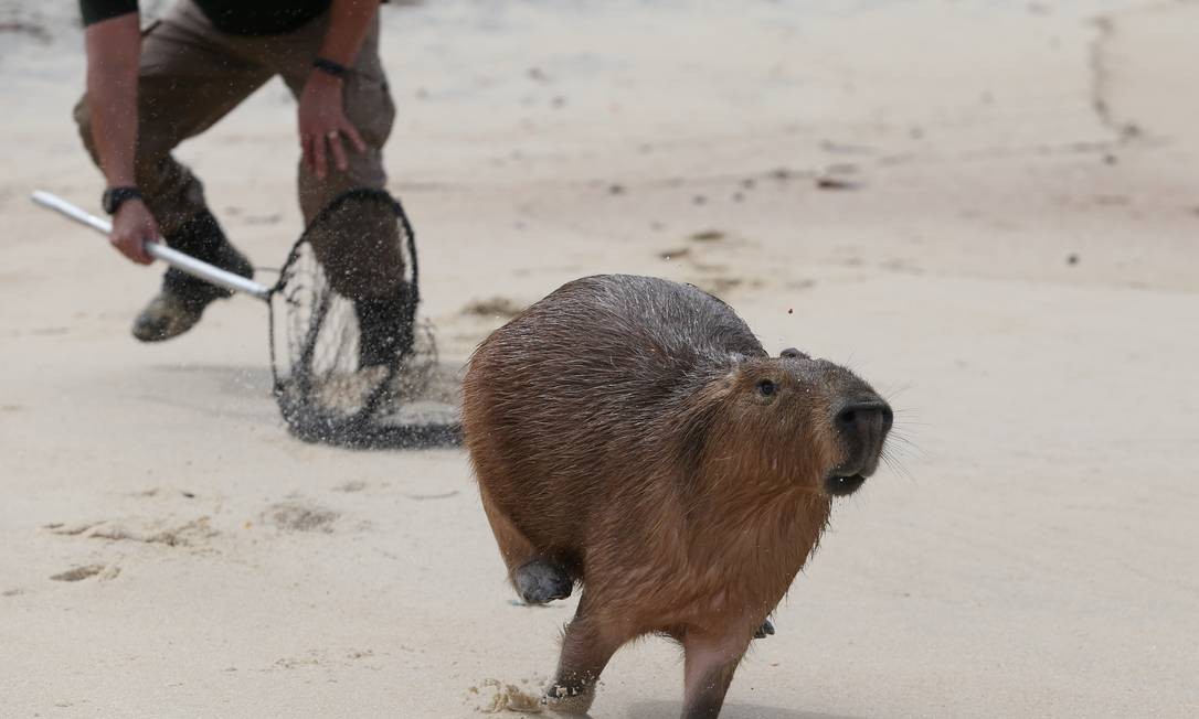 Capivara 'fura quarentena', curte banho de mar e dá olé na guarda ...