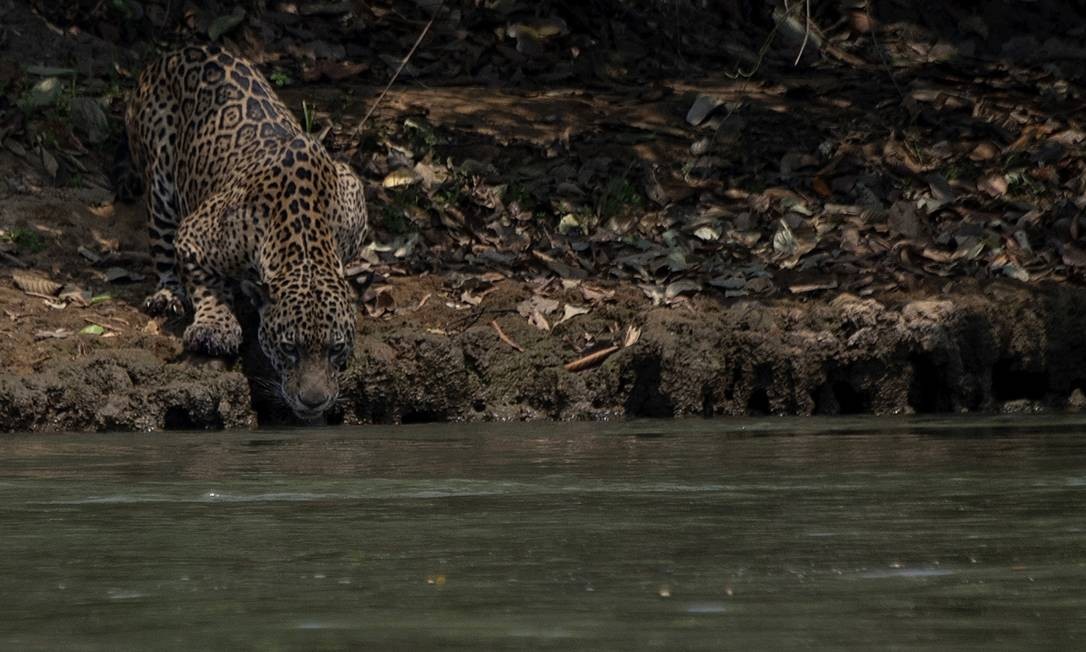 Animais ameaçados pelas queimadas no Pantanal - Jornal O Globo
