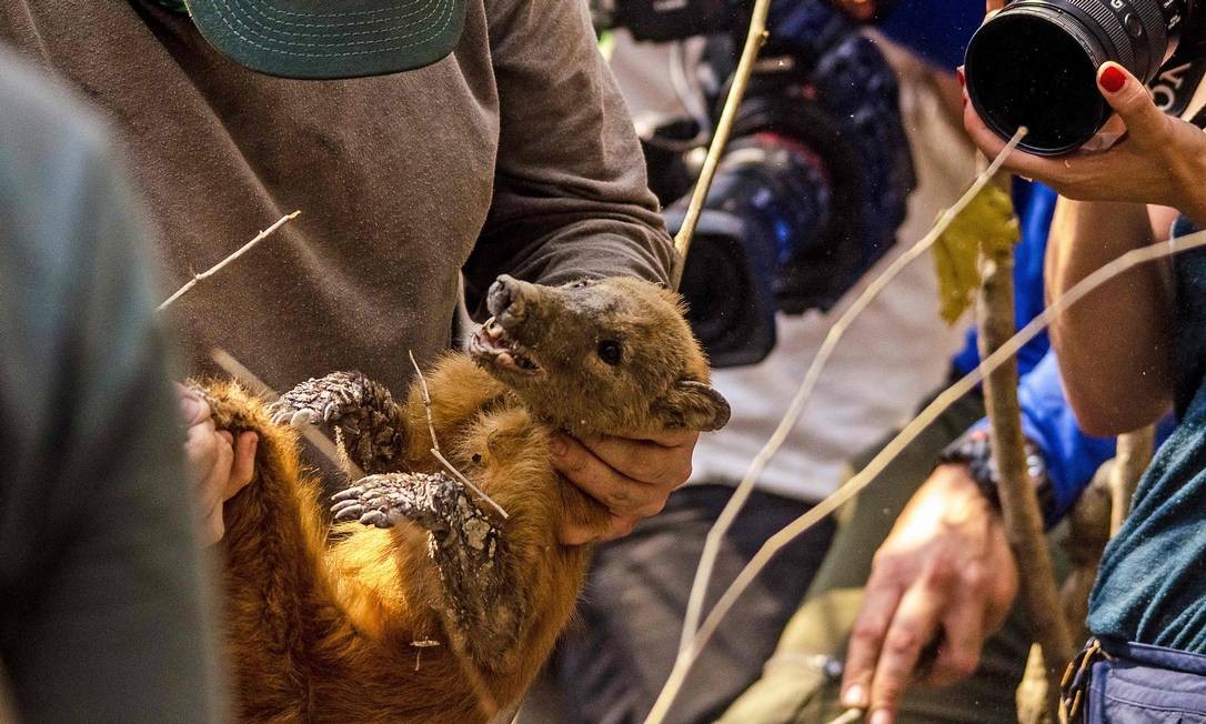 Animais ameaçados pelas queimadas no Pantanal - Jornal O Globo