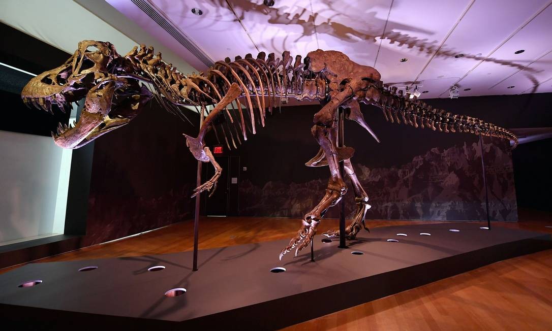 Conheça Stan, um dos esqueletos mais completos de T-rex que vai a ...