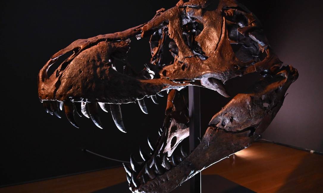 Conheça Stan, um dos esqueletos mais completos de T-rex que vai a ...