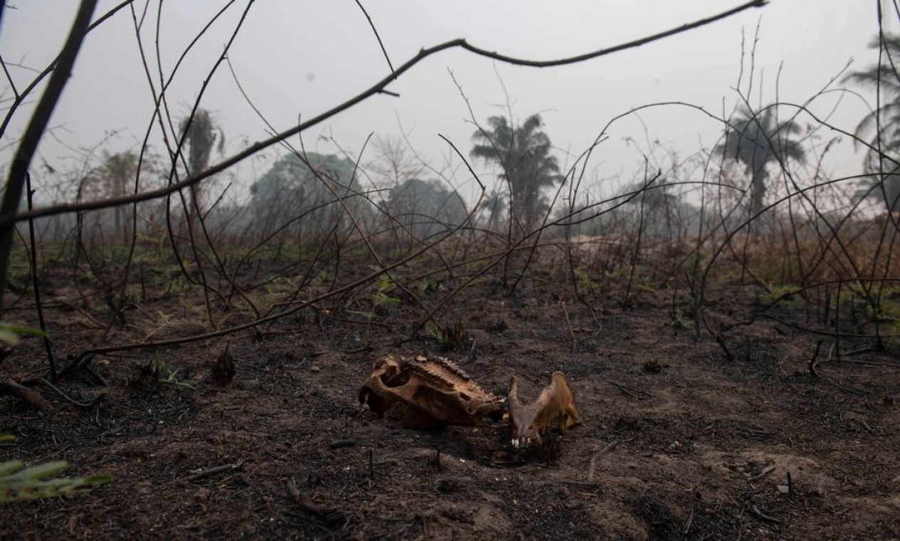 Força-tarefa realiza mutirões para descobrir número de animais mortos ...