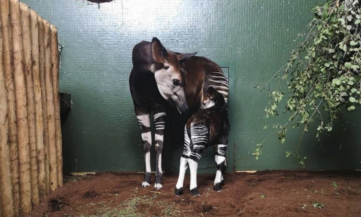 Filhote de ocapi, raro animal ameaçado de extinção, nasce em zoológico ...