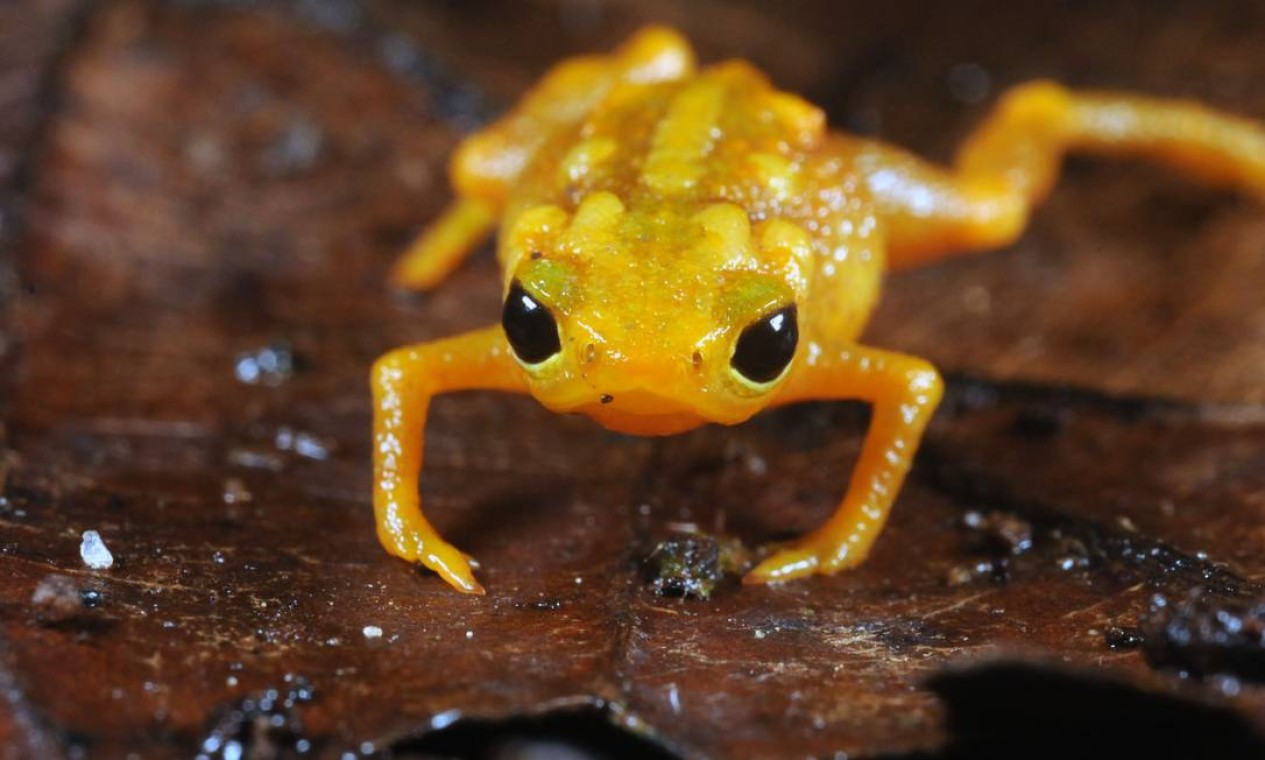 A redescoberta de um sapo de 2cm que vale ouro para a ciência - Jornal ...
