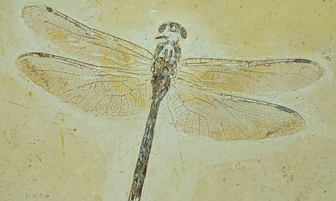 Riqueza geológica atrai contrabando de fósseis ao Ceará - Época