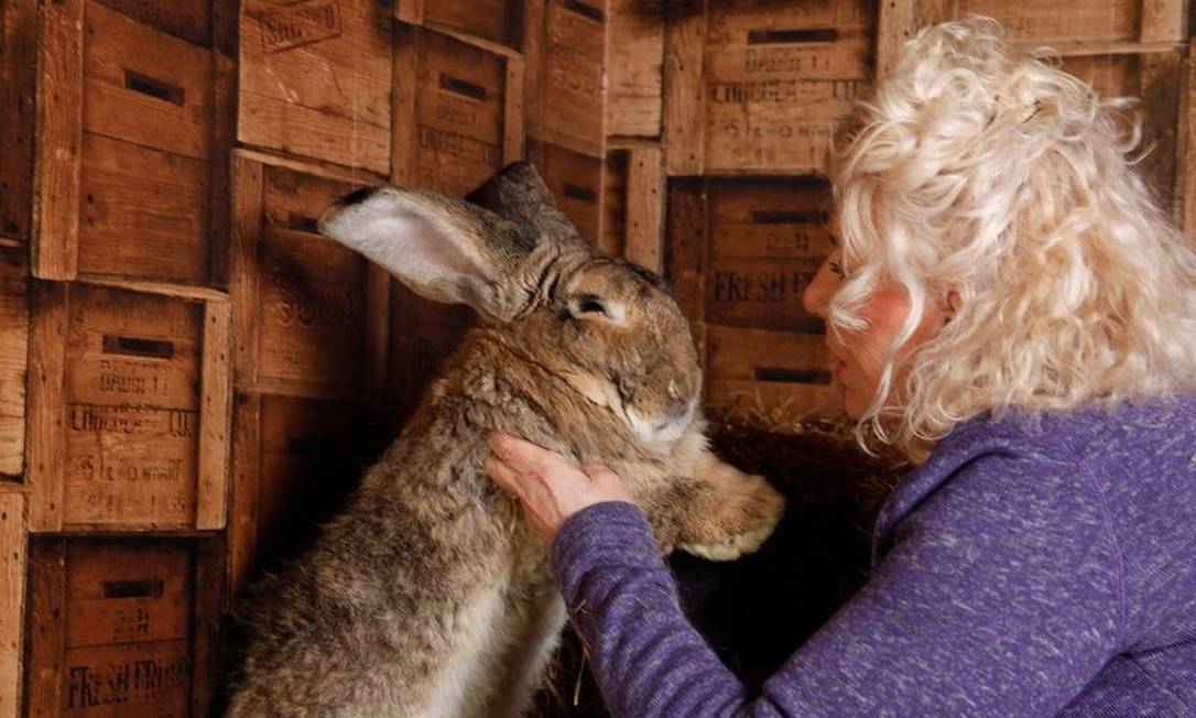 'Ele foi sequestrado', diz dona de coelho gigante desaparecido - Época