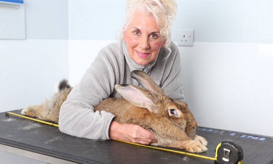 'Ele foi sequestrado', diz dona de coelho gigante desaparecido - Época