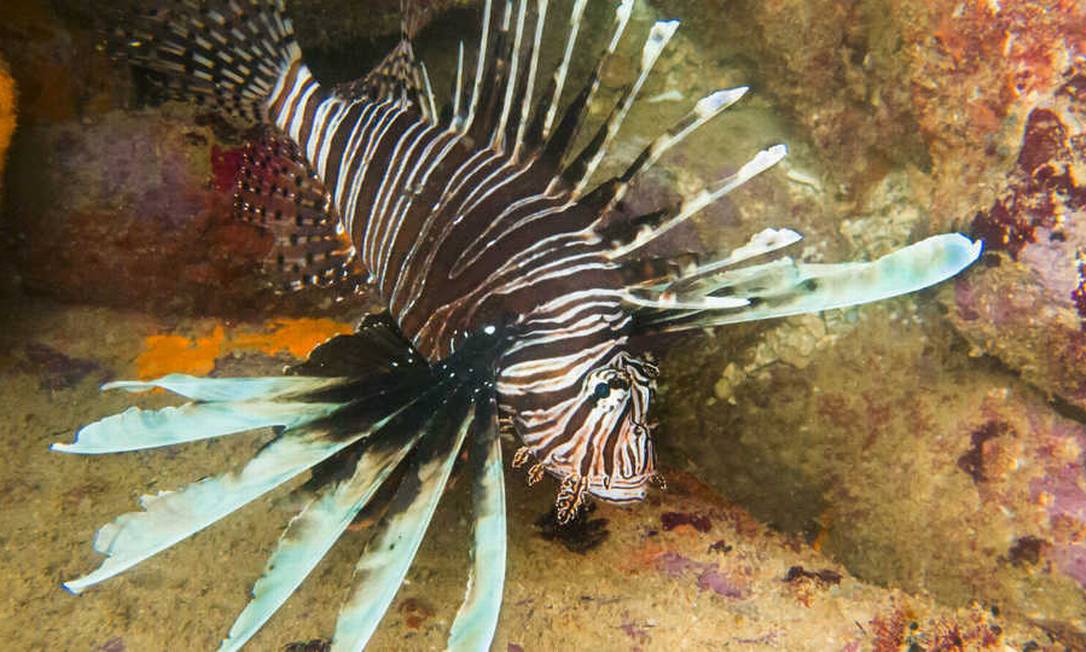 Estudo confirma que o predador peixe-leão chegou à costa brasileira e ...