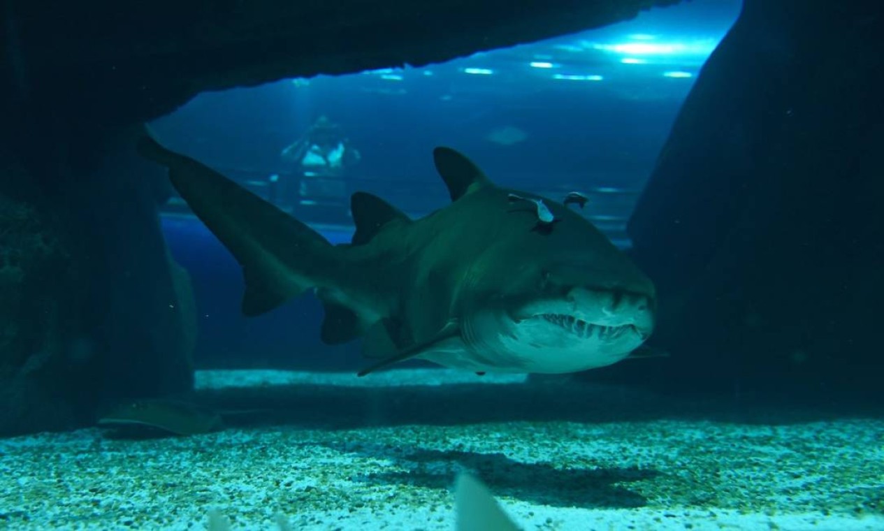 Confira imagens de Margarida, tubarão-mangona atração do AquaRio ...