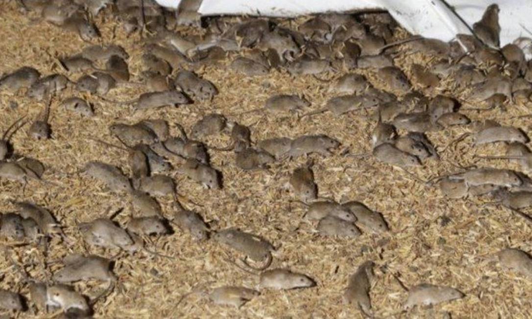 Infestação de ratos força transferência de centenas de presidiários na ...