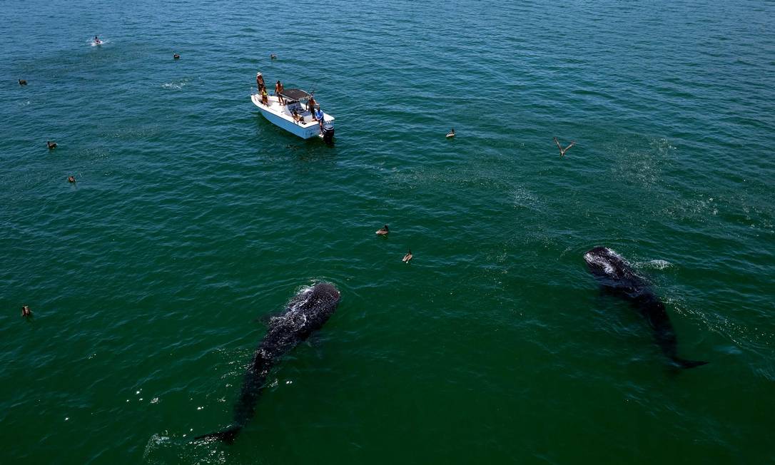 Conheça o Golfo da Califórnia, no México, que é patrimônio da Unesco ...