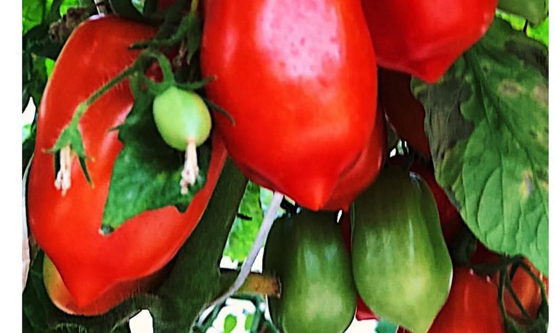 Tomate italiano san marzano, preferido dos chefs, ganha versão nacional ...