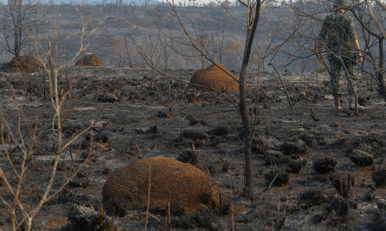 Cerrado paulista ruma para recorde de dez anos em focos de fogo ...
